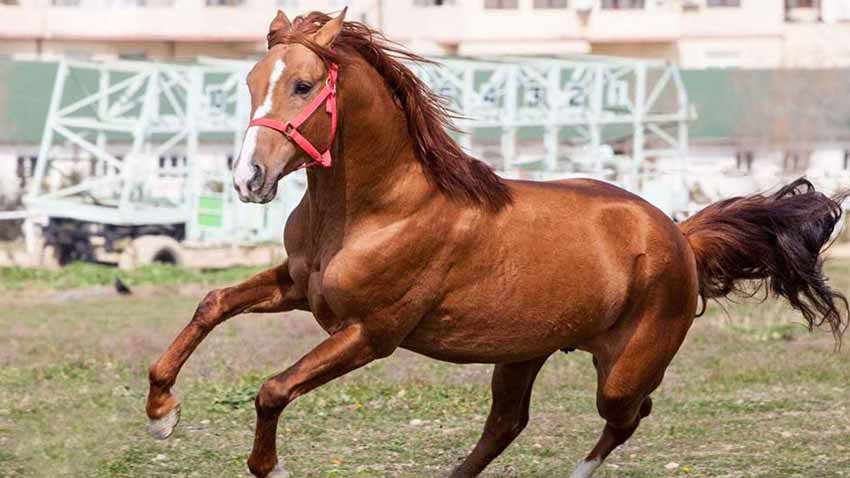 طرح توجیهی پرورش اسب 🐴 جهت مجوز و وام (آموزش 0 تا 100)