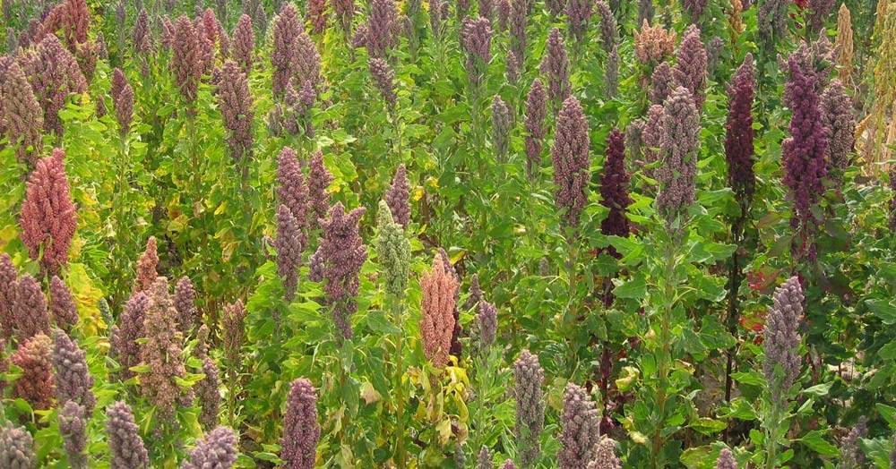 طرح توجیهی مزرعه کشت و پرورش گیاه کینوا یا خاویار گیاهی